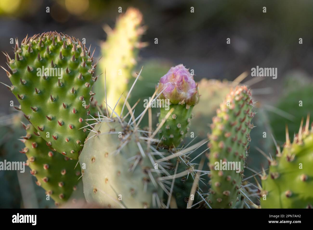 Bloom Begins to Open On Top of Bright Green Cactus in Zion Stock Photo ...