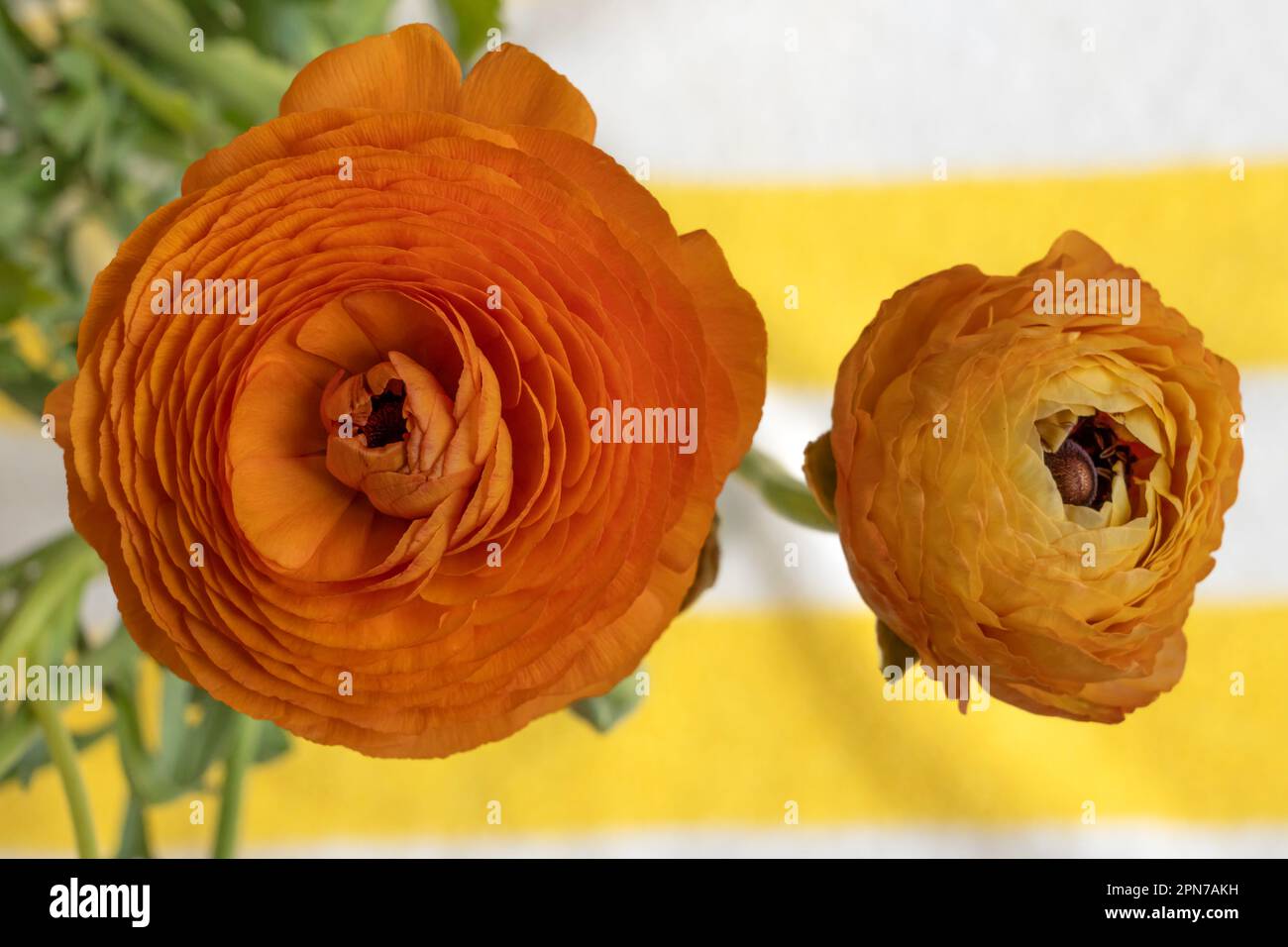 Bouquet of orange ranunculus flowers on a yellow and white background ...
