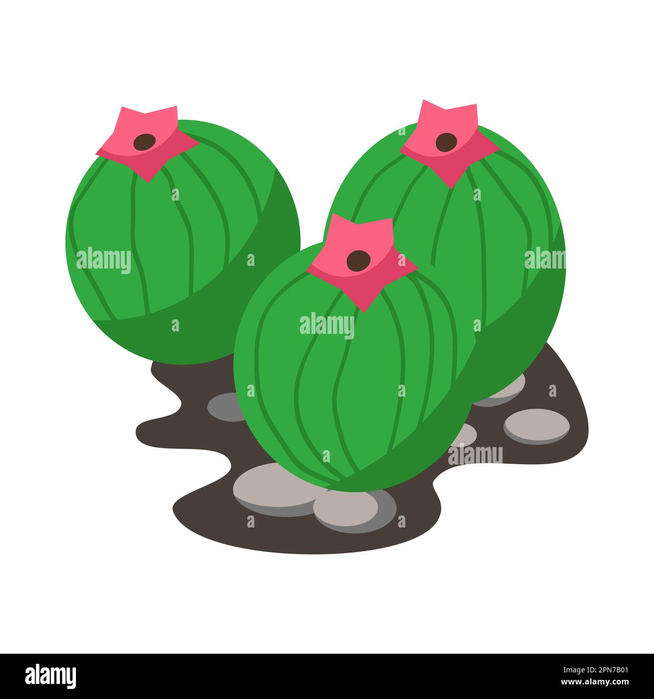 Three tropical cactus with blooming flowers and rocks isolated on white ...