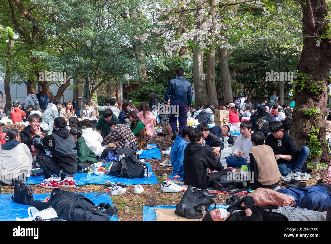 Japan April 2023, Japanese people meet and picnic beneath the cherry ...