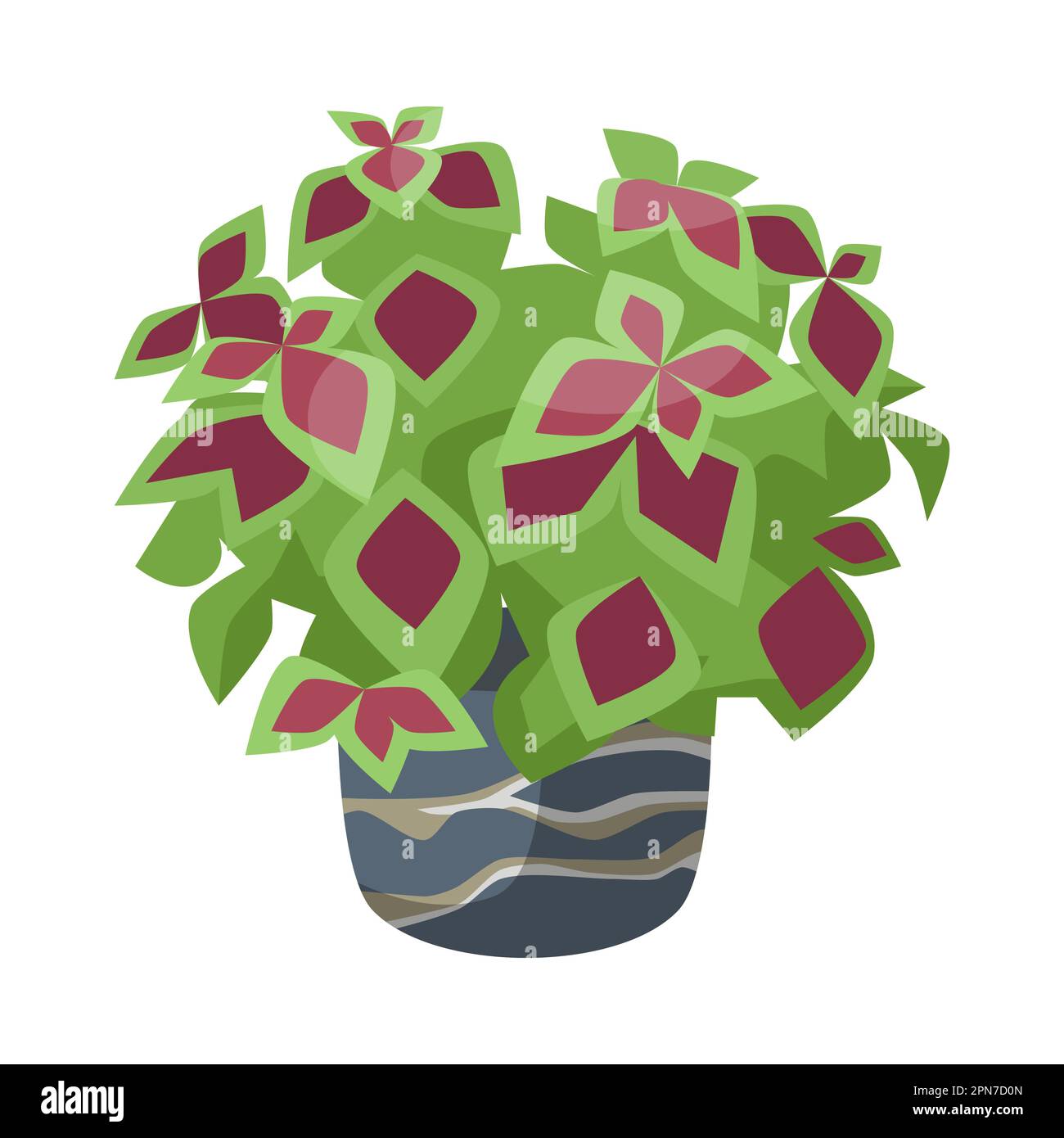 Coleus drawing Cut Out Stock Images & Pictures - Alamy