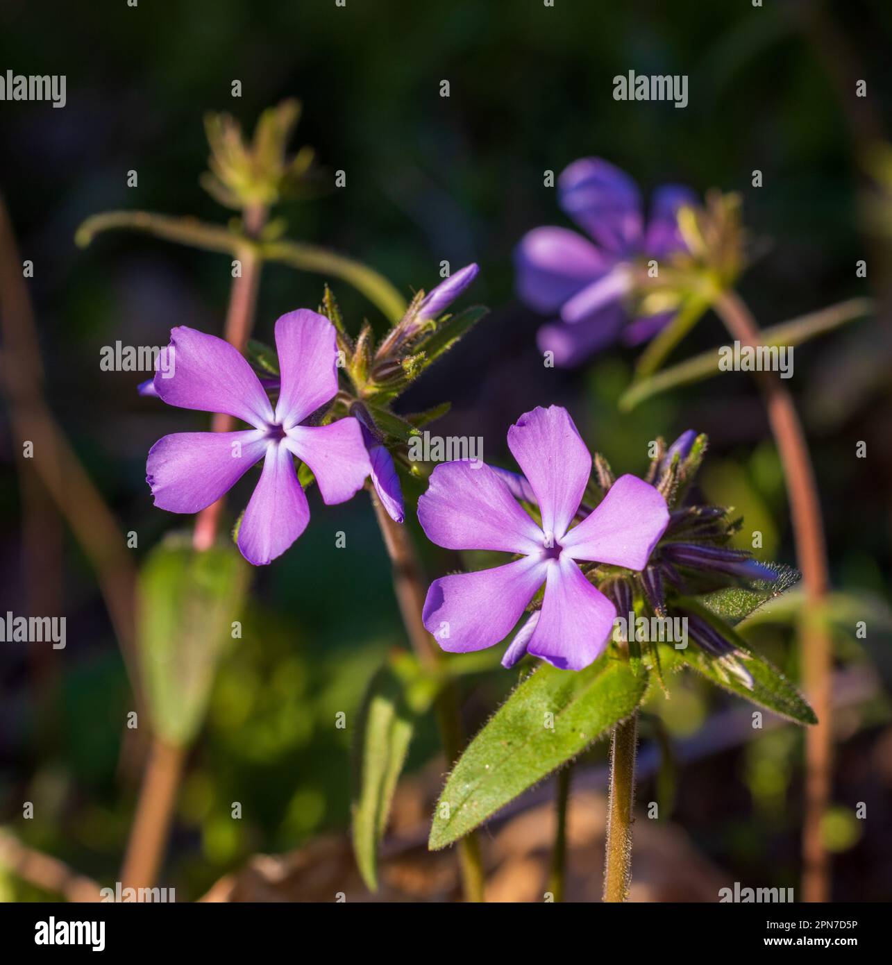 A closeup of purple downy phlox flowers in a garden Stock Photo - Alamy