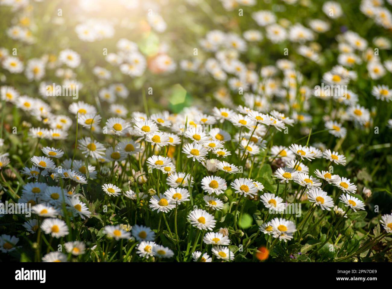 Closeup of daisy hi-res stock photography and images - Alamy