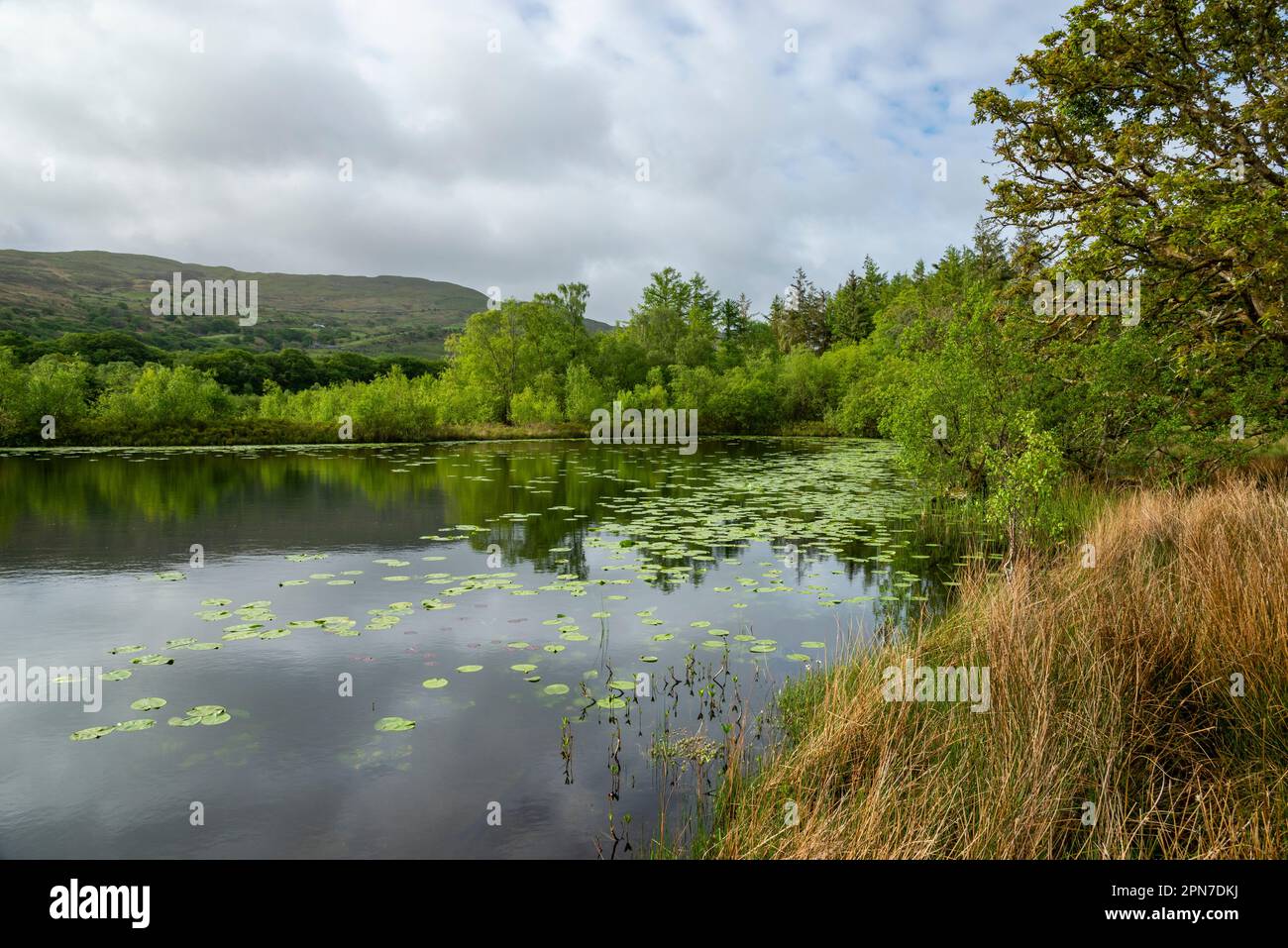 Llyn Tecwyn Isaf, Llandecwyn, North Wales. A beautiful natural lake ...