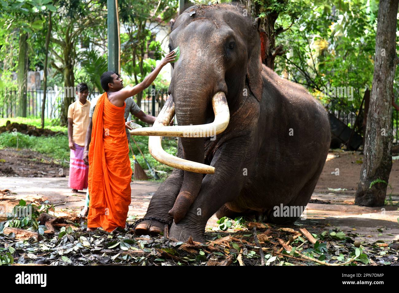 A Monk anoints the head of the Kotte temple Raja tusker during the ...