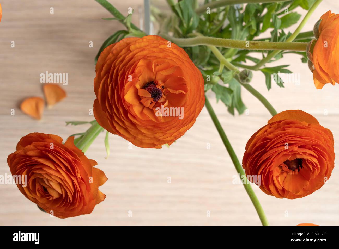 Bouquet of orange ranunculus flowers on a yellow and white background ...