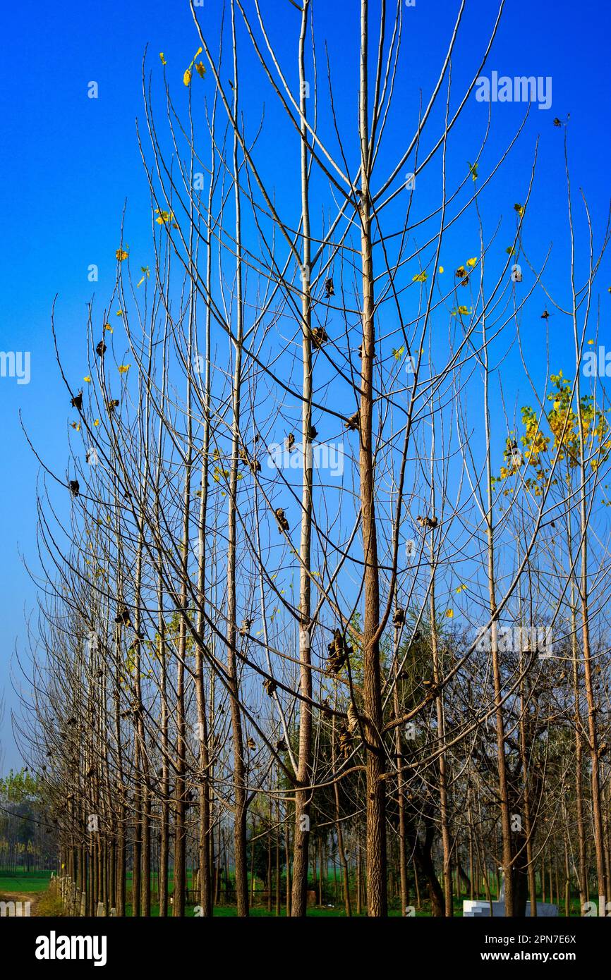 Rupnagar punjab hi-res stock photography and images - Alamy