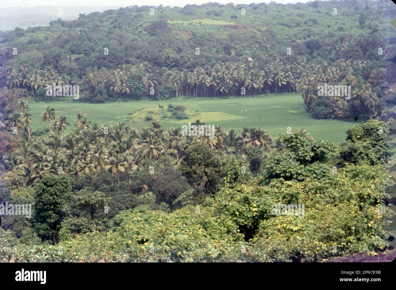 Agriculture Fields and Plantations, Forests, Greenery at Goa, India ...