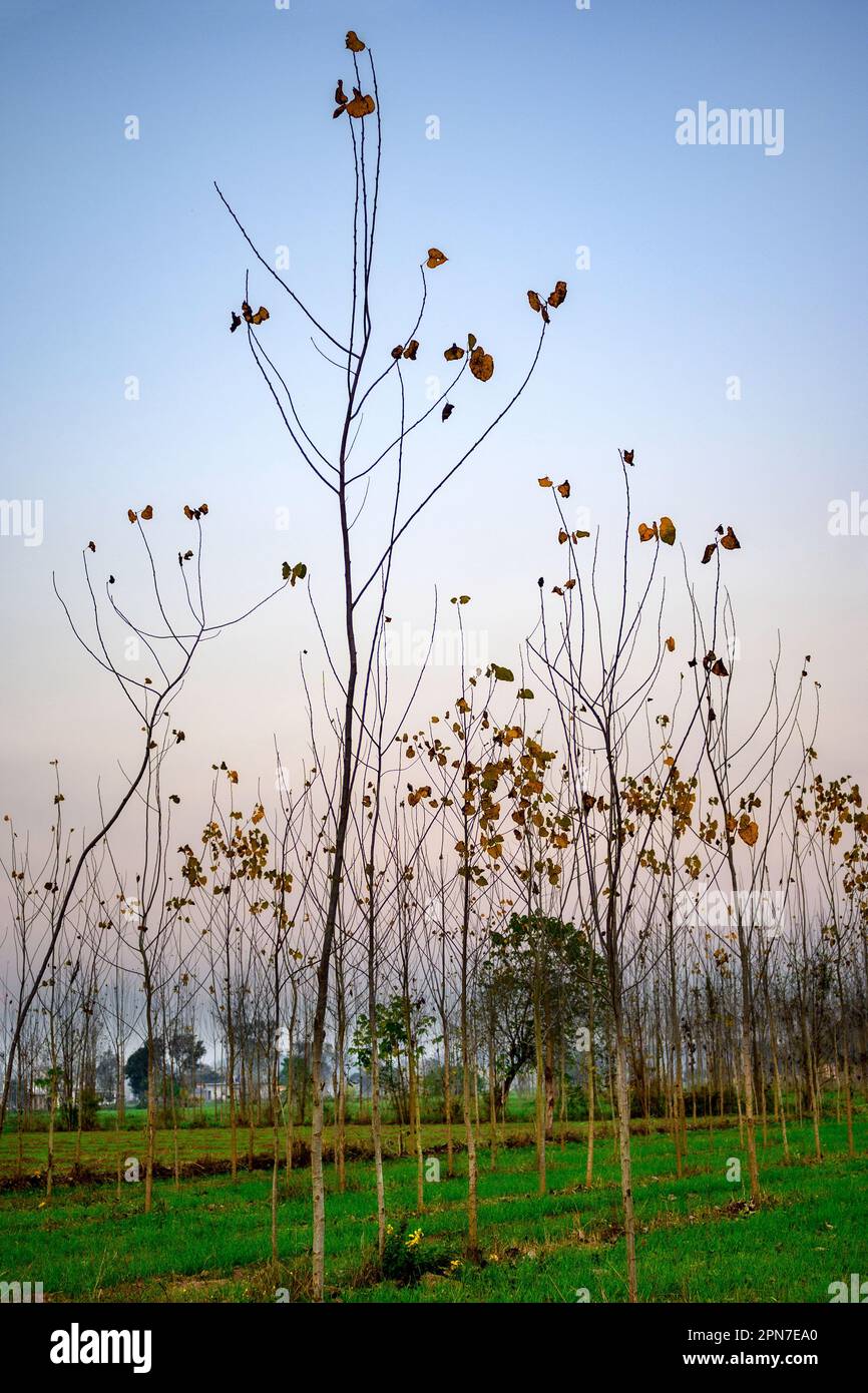 Farmland. Tree in Farm field in Lalpur Village, Rupnagar, Punjab, India ...