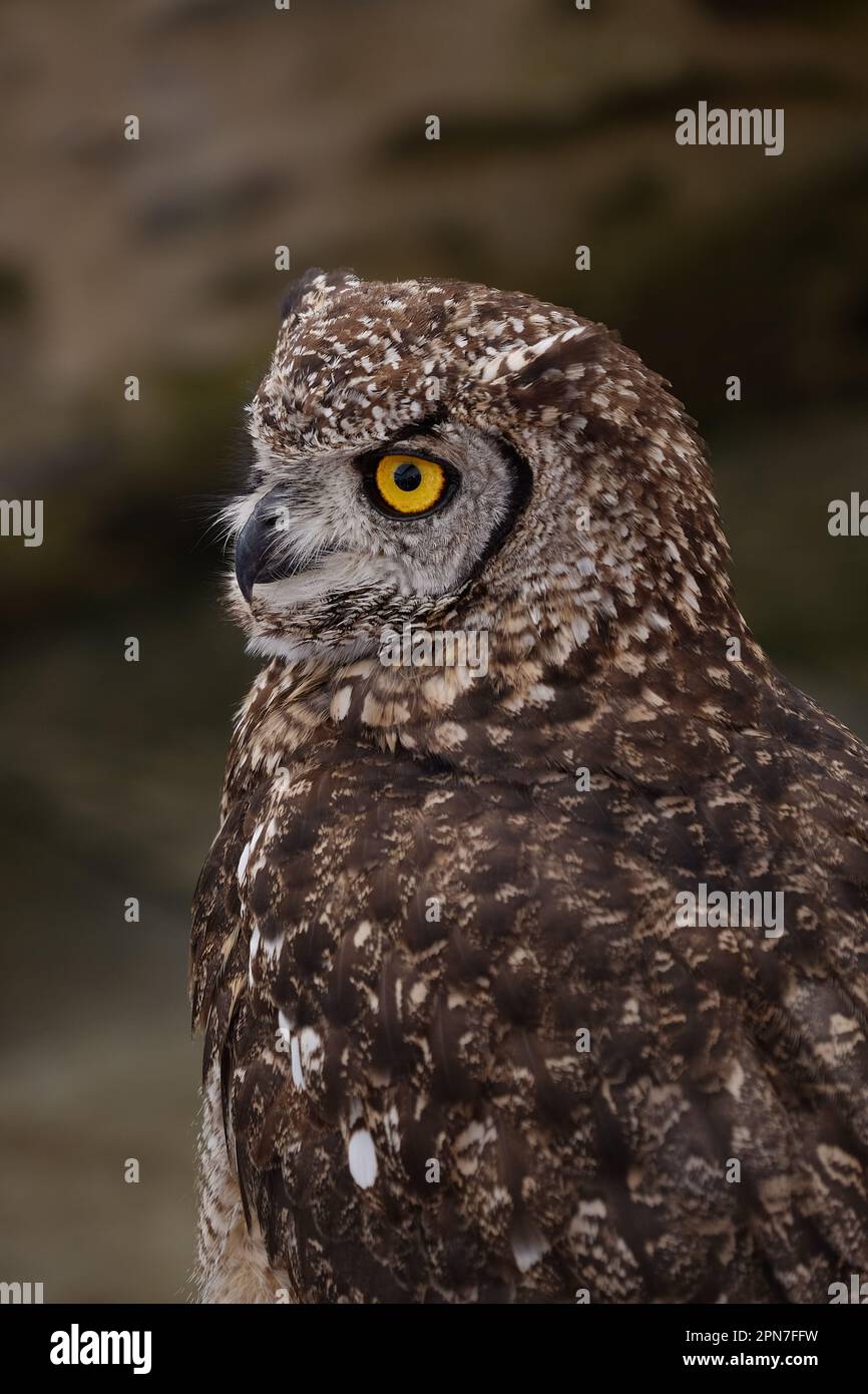 A wise-looking owl perches on its hind legs, one eye open and alert ...
