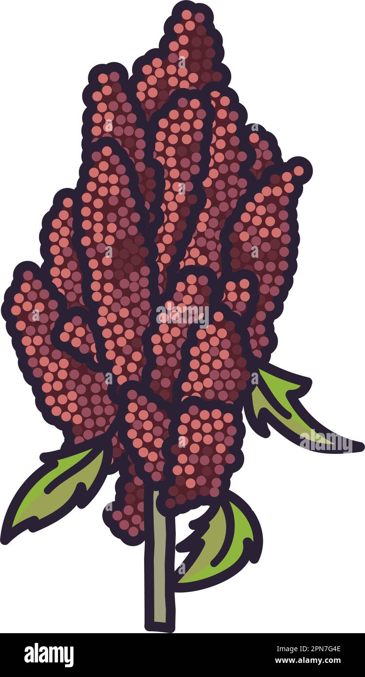 Quinoa plant isolated vector illustration for Quinoa Day on January 16 ...