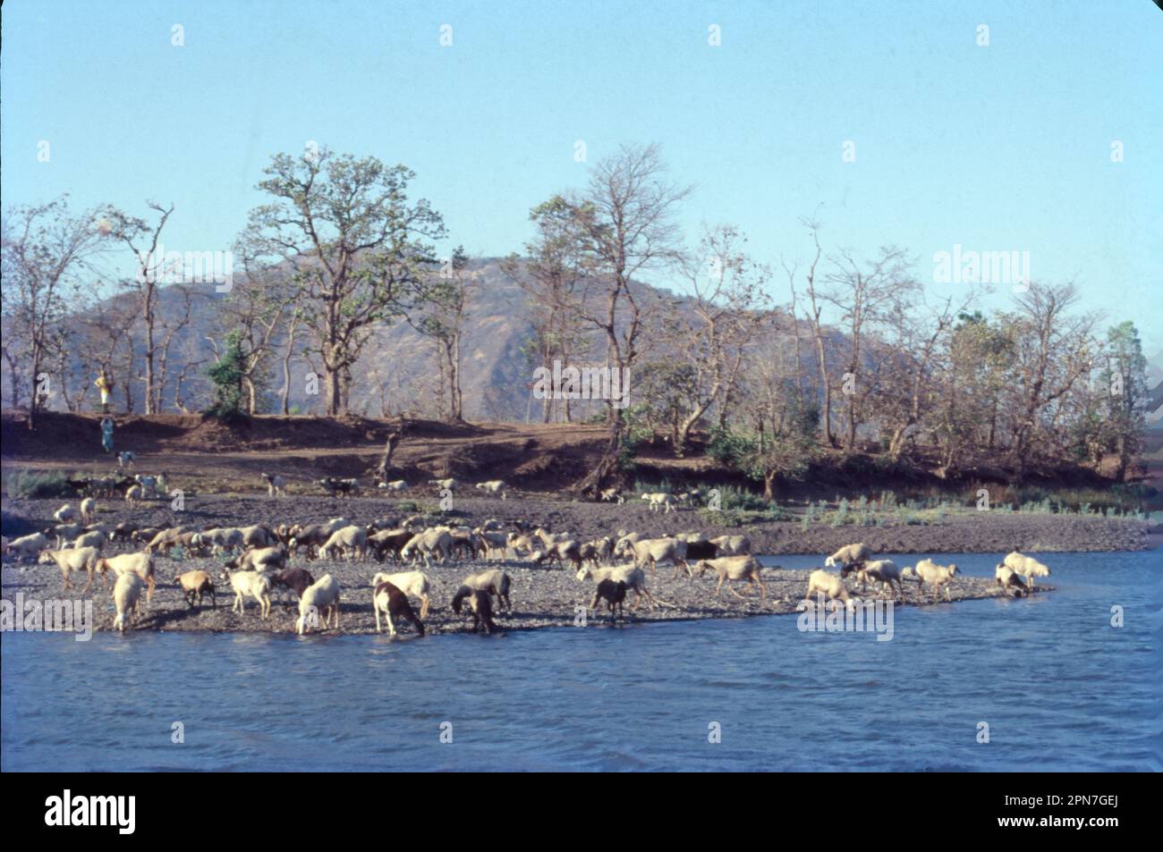 Animals drinking water at tansa river hi-res stock photography and ...