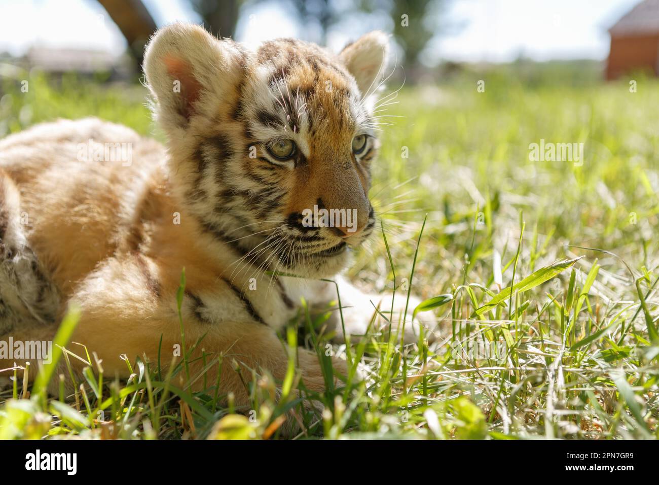Portrait of beautiful Bengal tiger cub lying in green grass outdoor ...