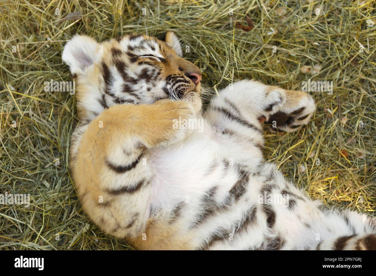 Beautiful little tiger cub sleeping outdoor Stock Photo - Alamy