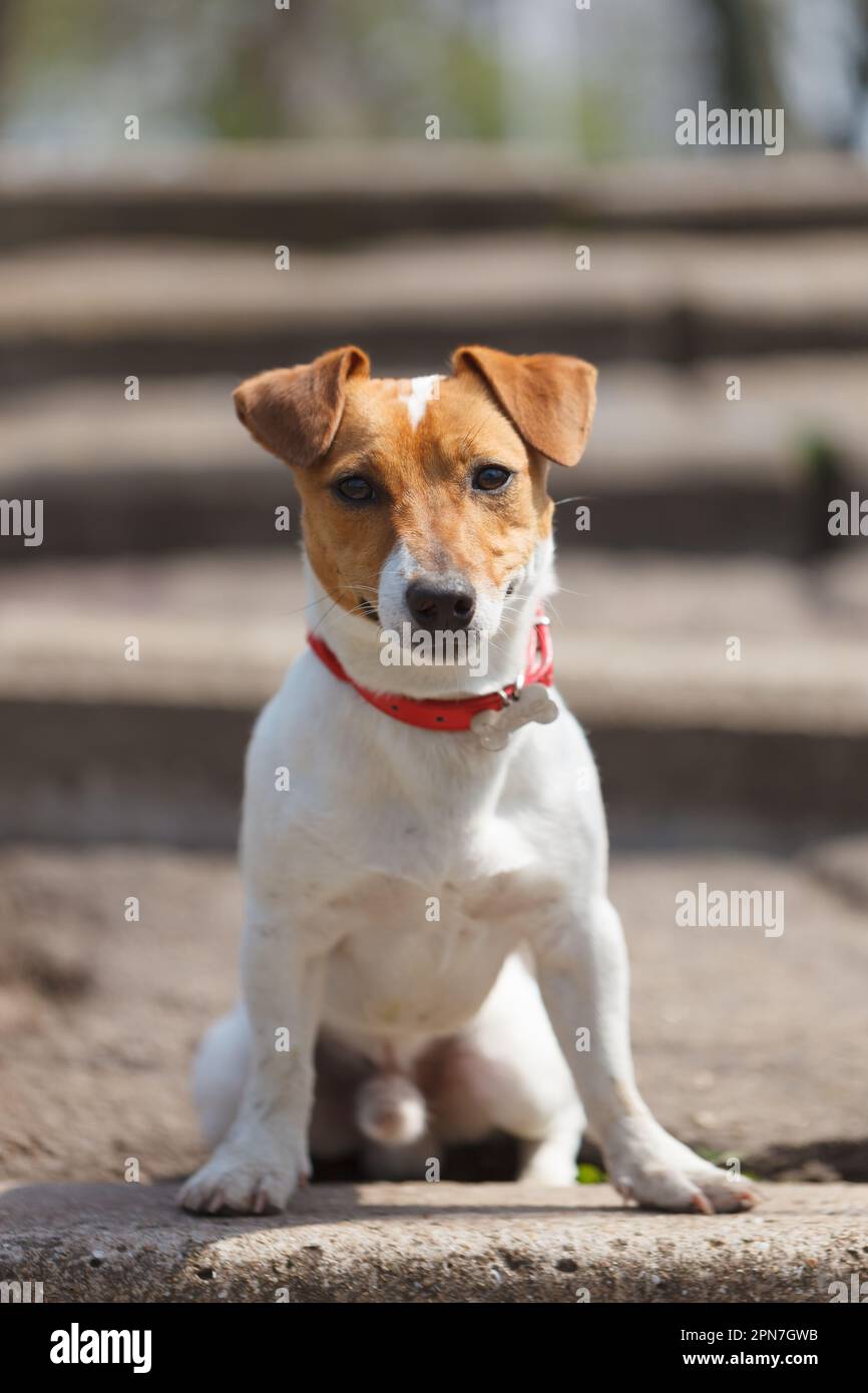 Portrait of cute little Jack Russel terrier dog sitting outdoor and ...