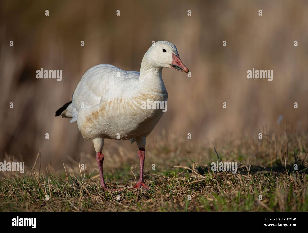 A lone snow goose miles from the flock standing by the water Stock ...