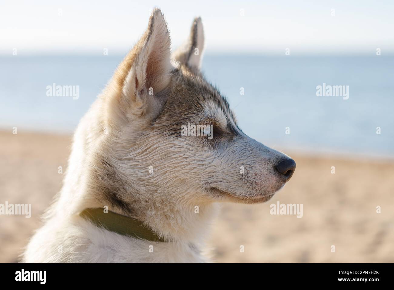 Portrait of beautiful grey husky with blue eyes. Wet young dog sitting ...