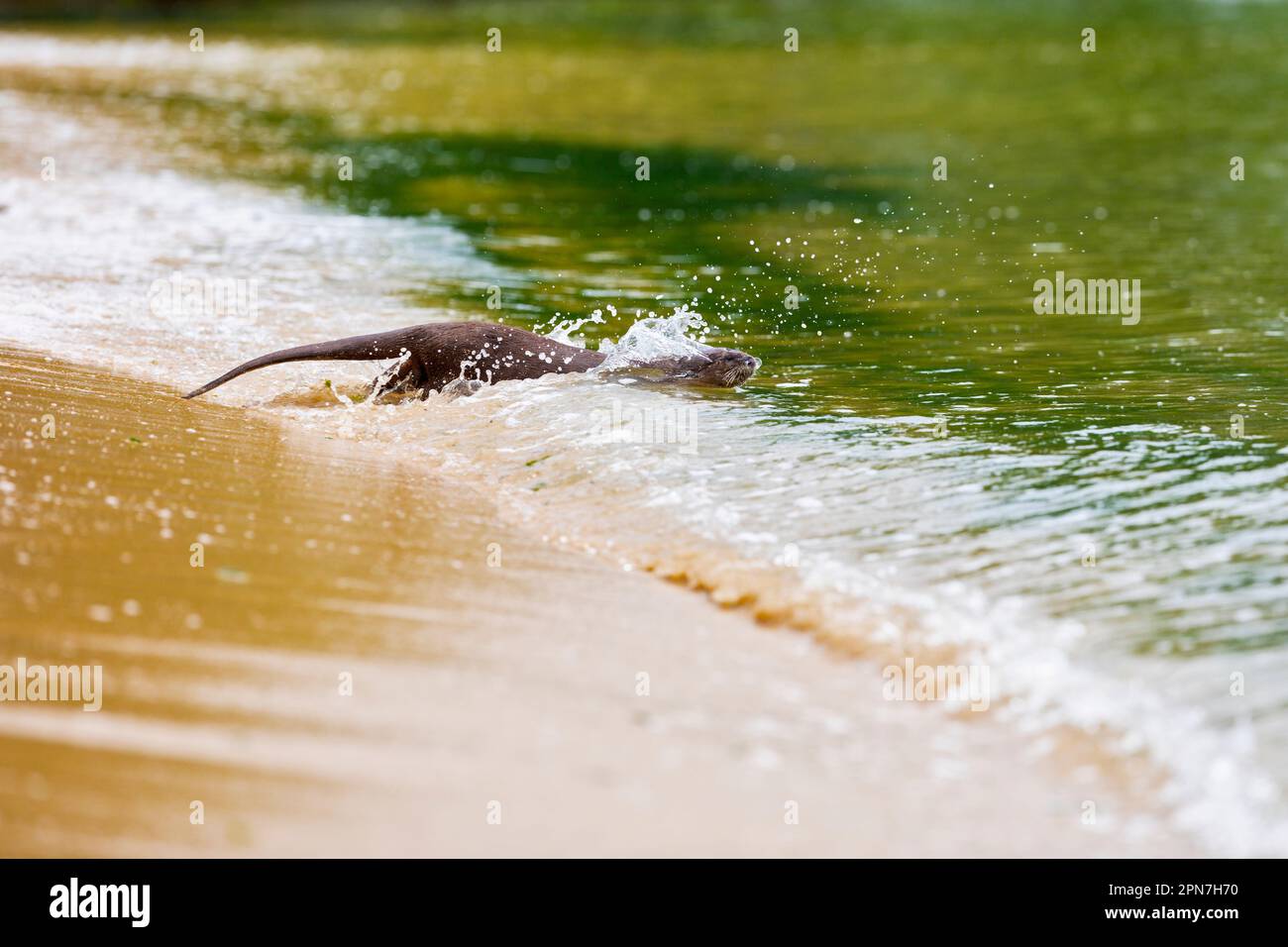 A lone male smooth coated otter makes a splash as he returns to the sea ...