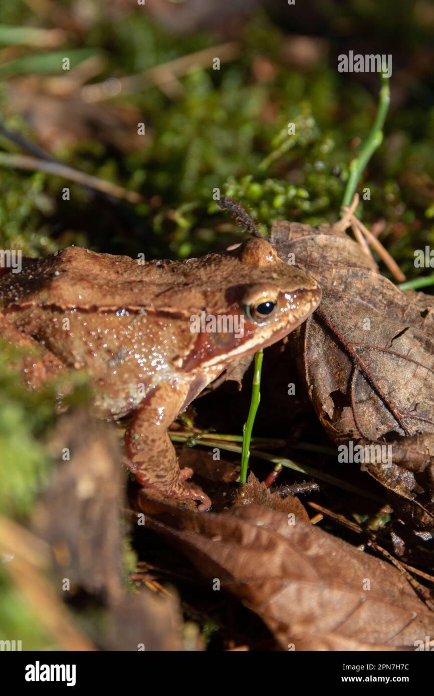 photo toad sitting on moss in leaves in forest Stock Photo - Alamy