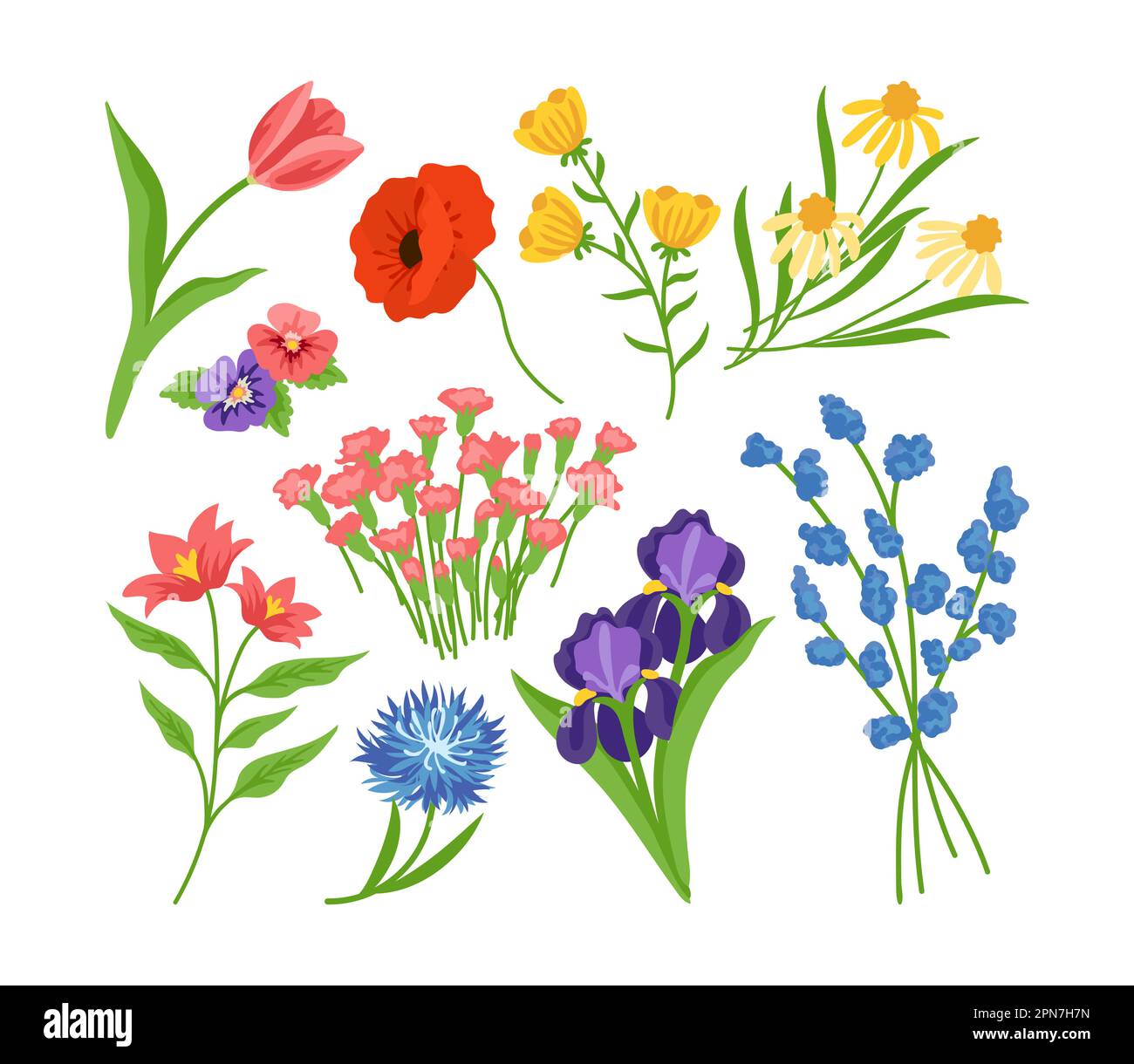 Plant ligularia garden Stock Vector Images - Alamy