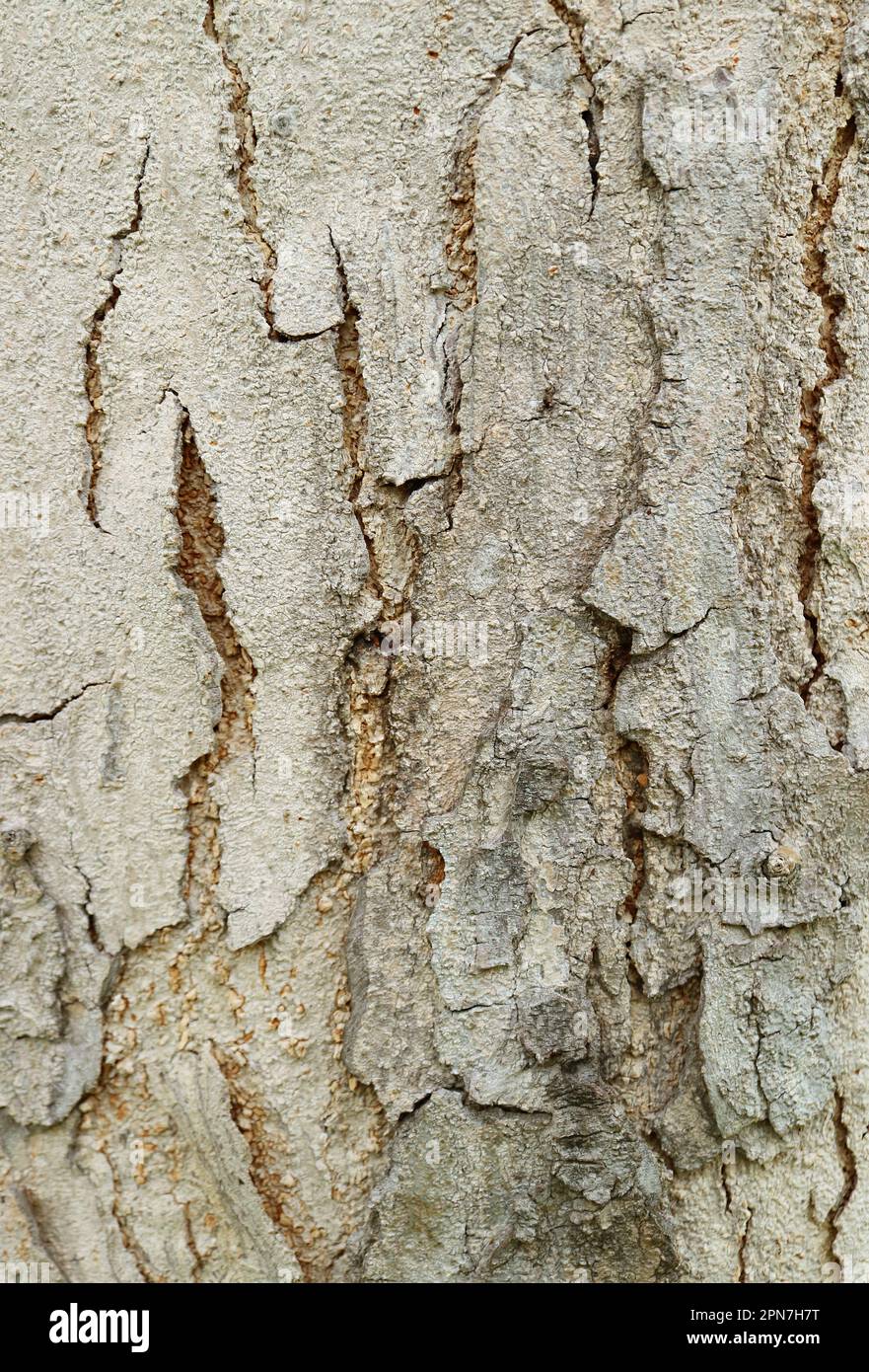 Closeup unique tree bark texture hi-res stock photography and images ...