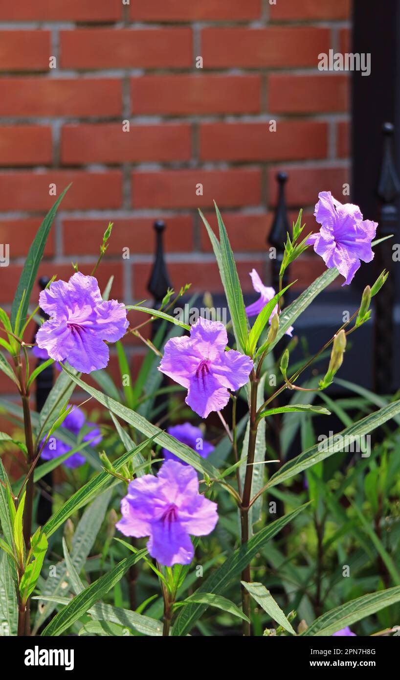 Closeup of Pastel Purple Popping Pod Flowers with Blurry Bricked Wall ...