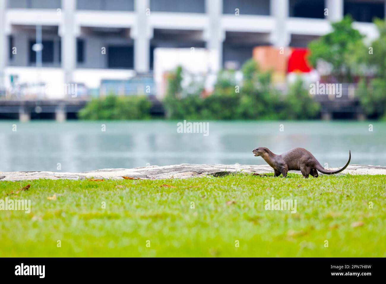 A lone male smooth coated otter sprainting along the coast, Singapore ...