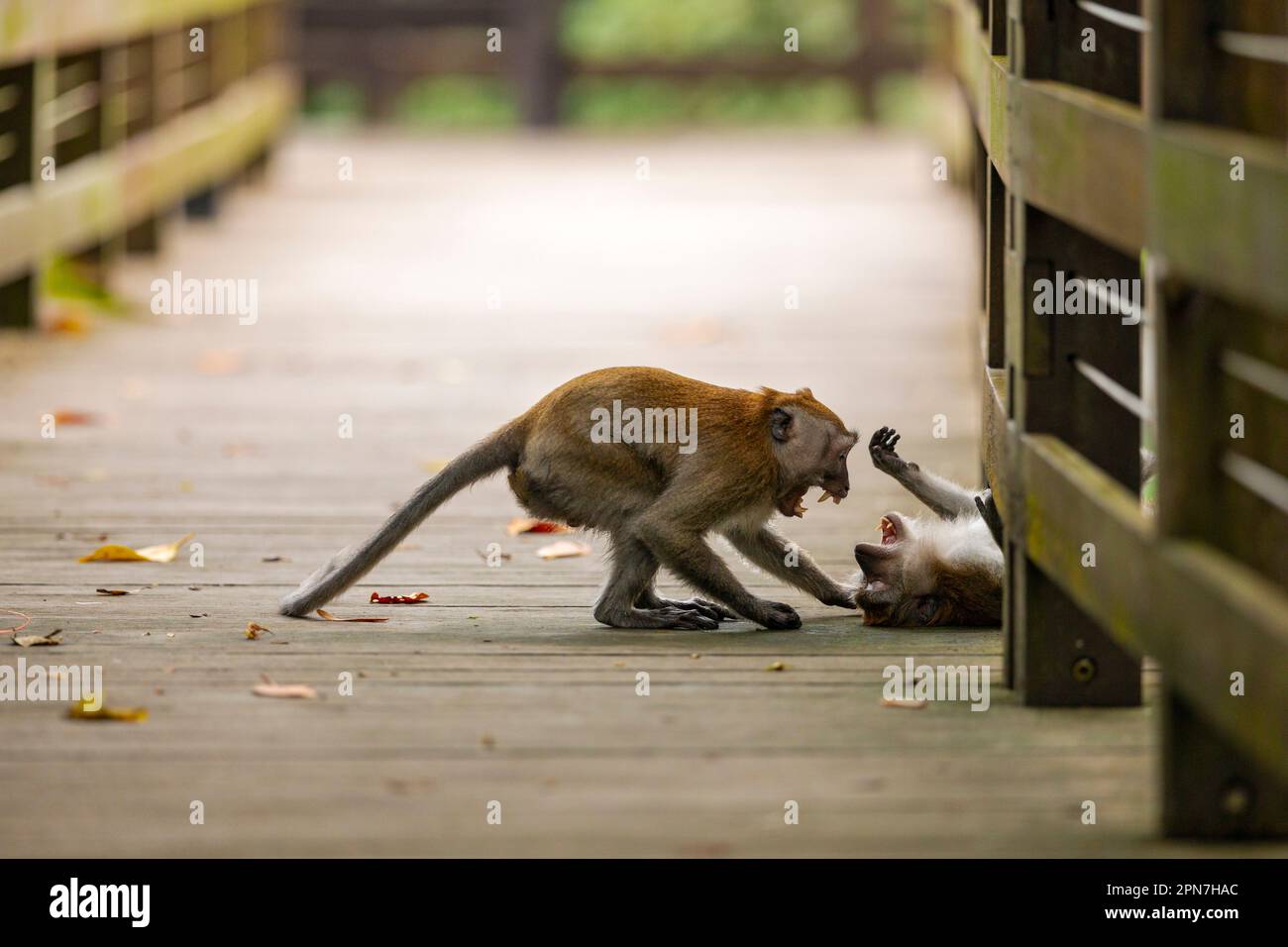 A pair of young long tailed macaques play fight on a mangrove boardwalk ...