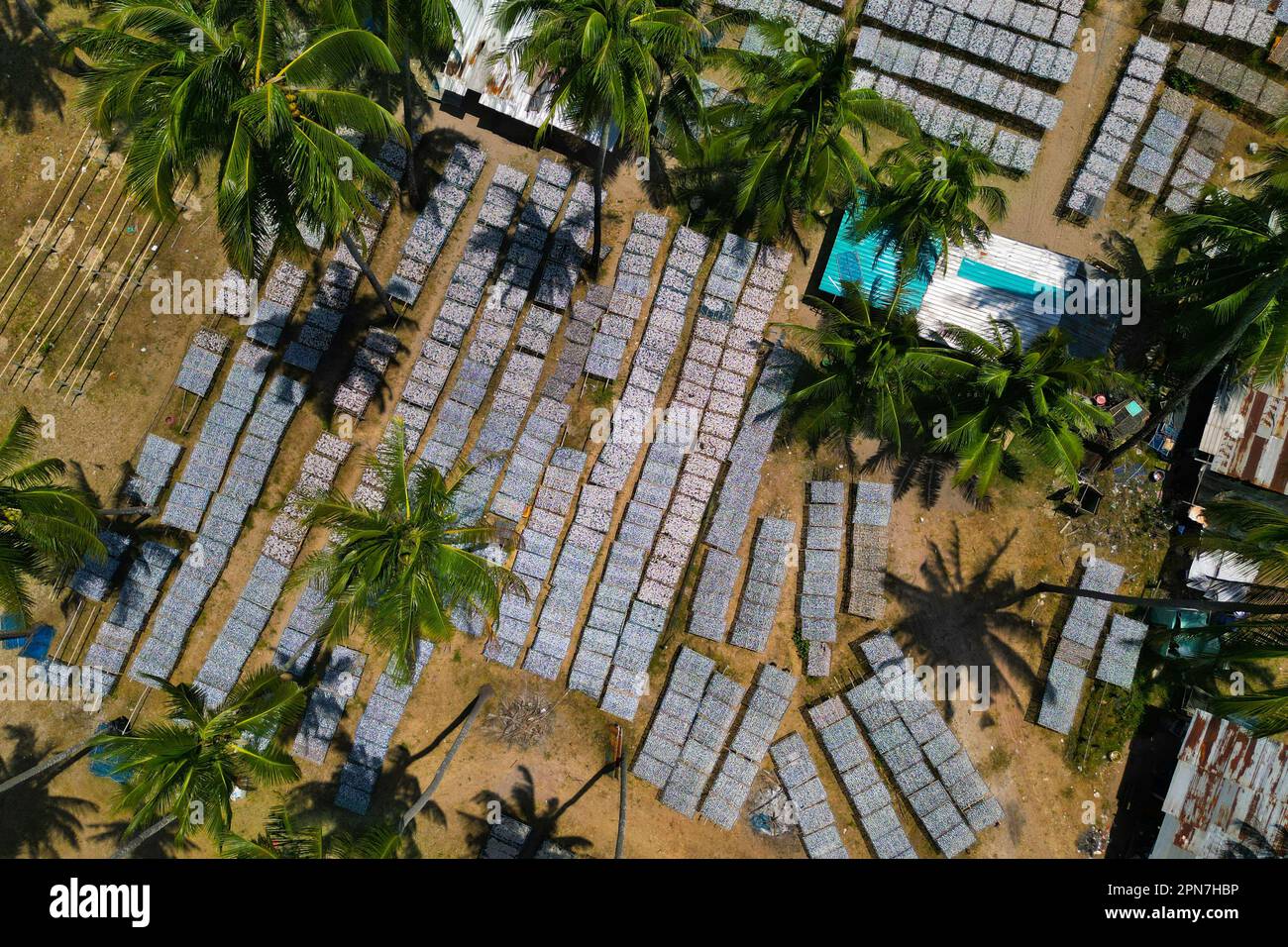 aerial view of fish farm during drying fish process Stock Photo - Alamy