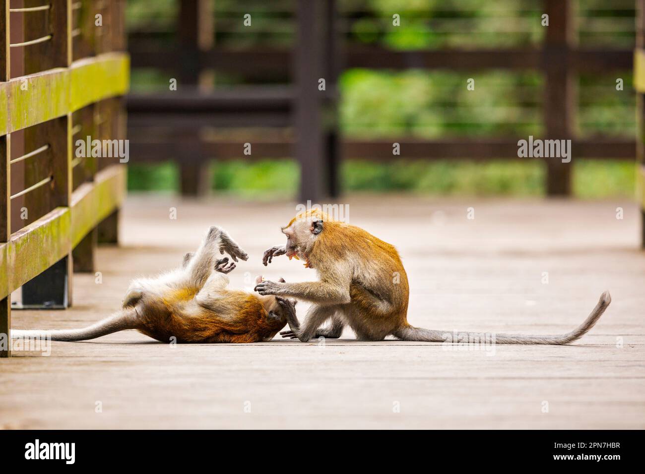 A pair of young long tailed macaques play fight on a mangrove boardwalk ...