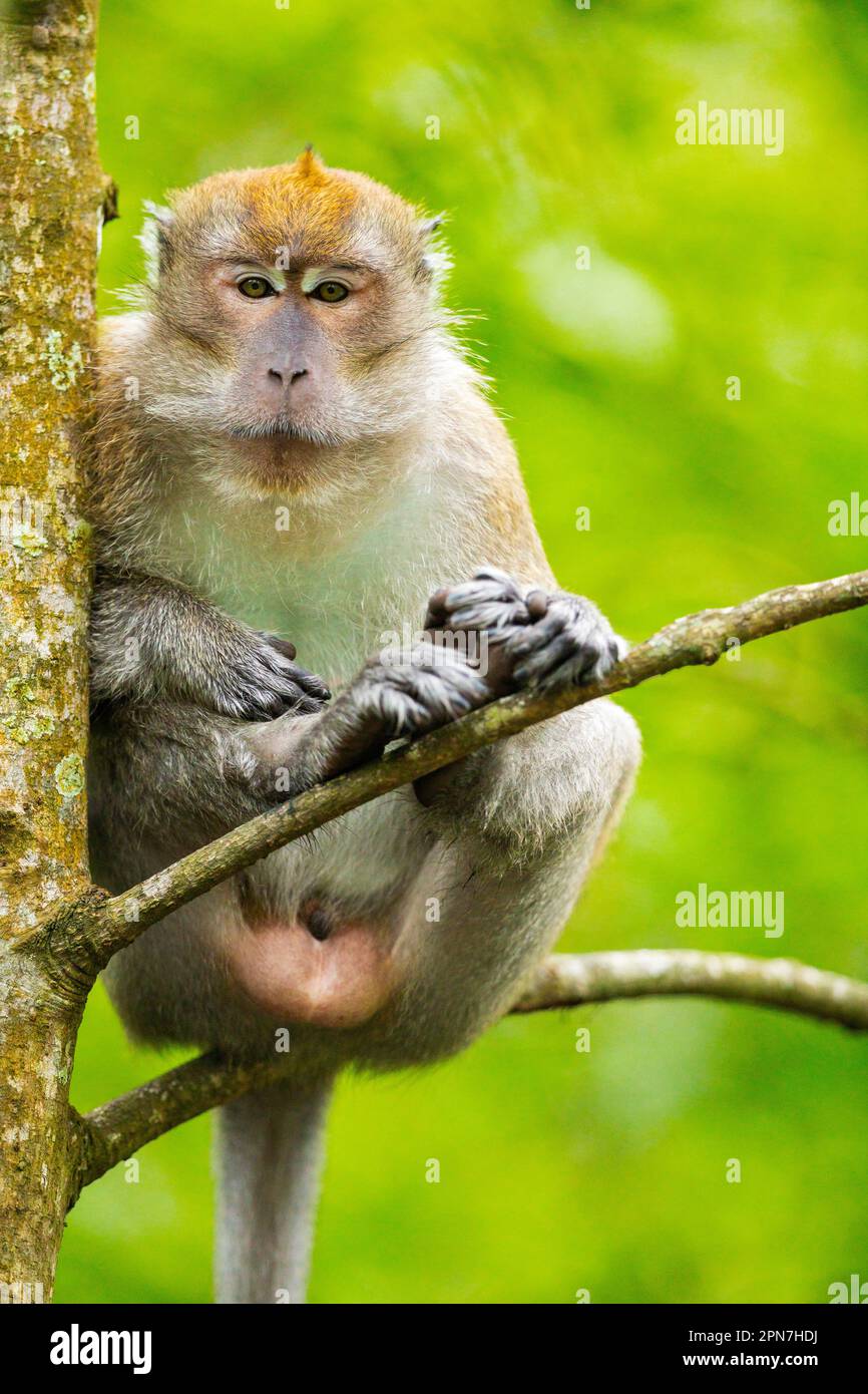 An adult male long tailed macaque rests on a mangrove tree while the ...
