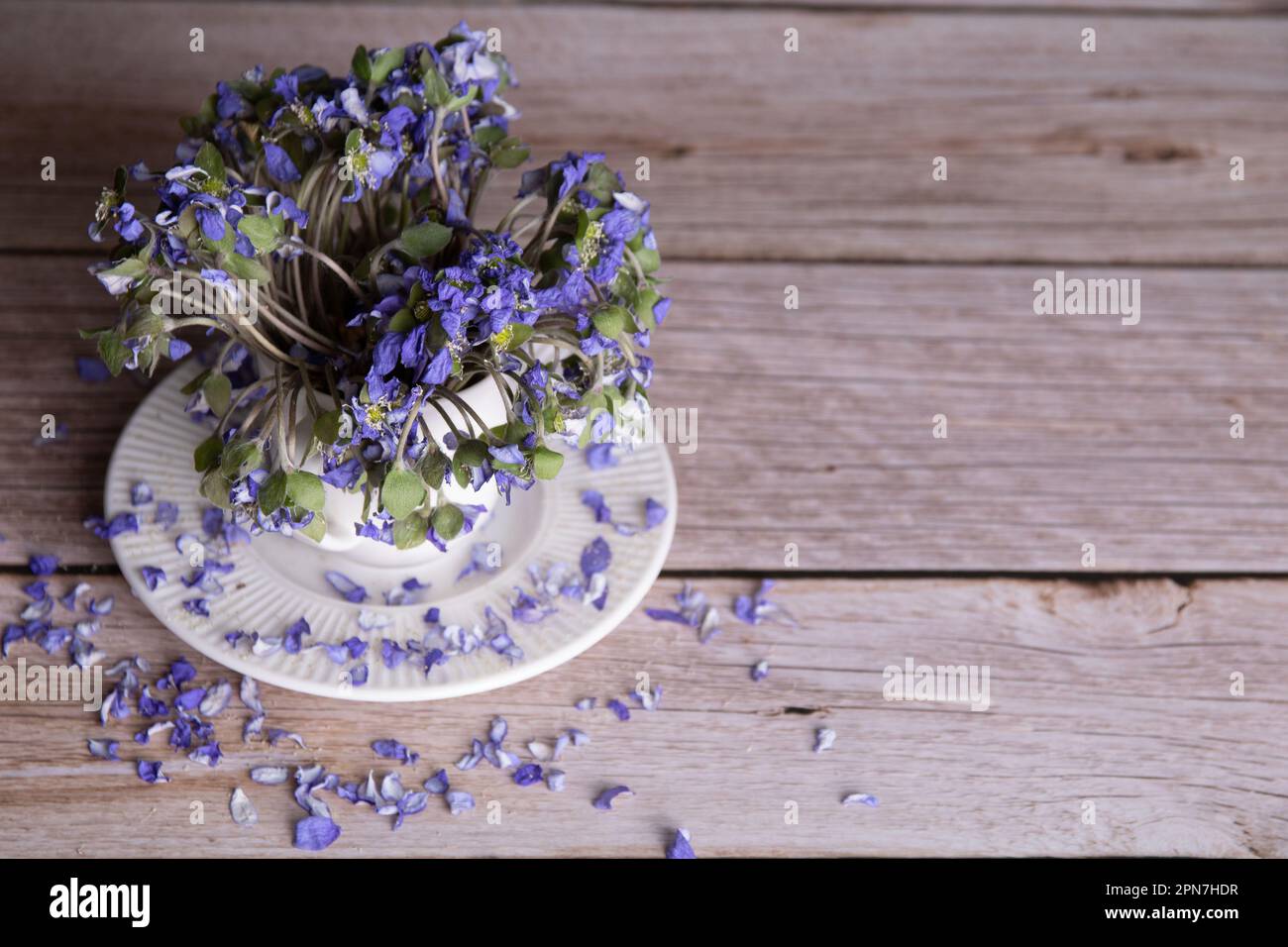 Wilted leaf texture hi-res stock photography and images - Alamy