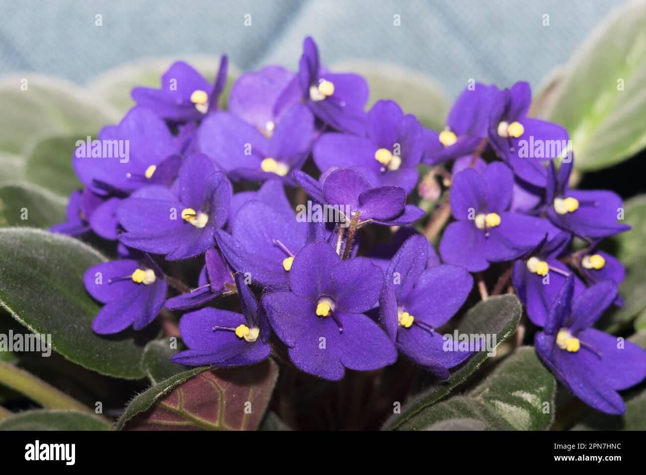 Potted African Violet. Saintpaulia ionantha isolated on white ...