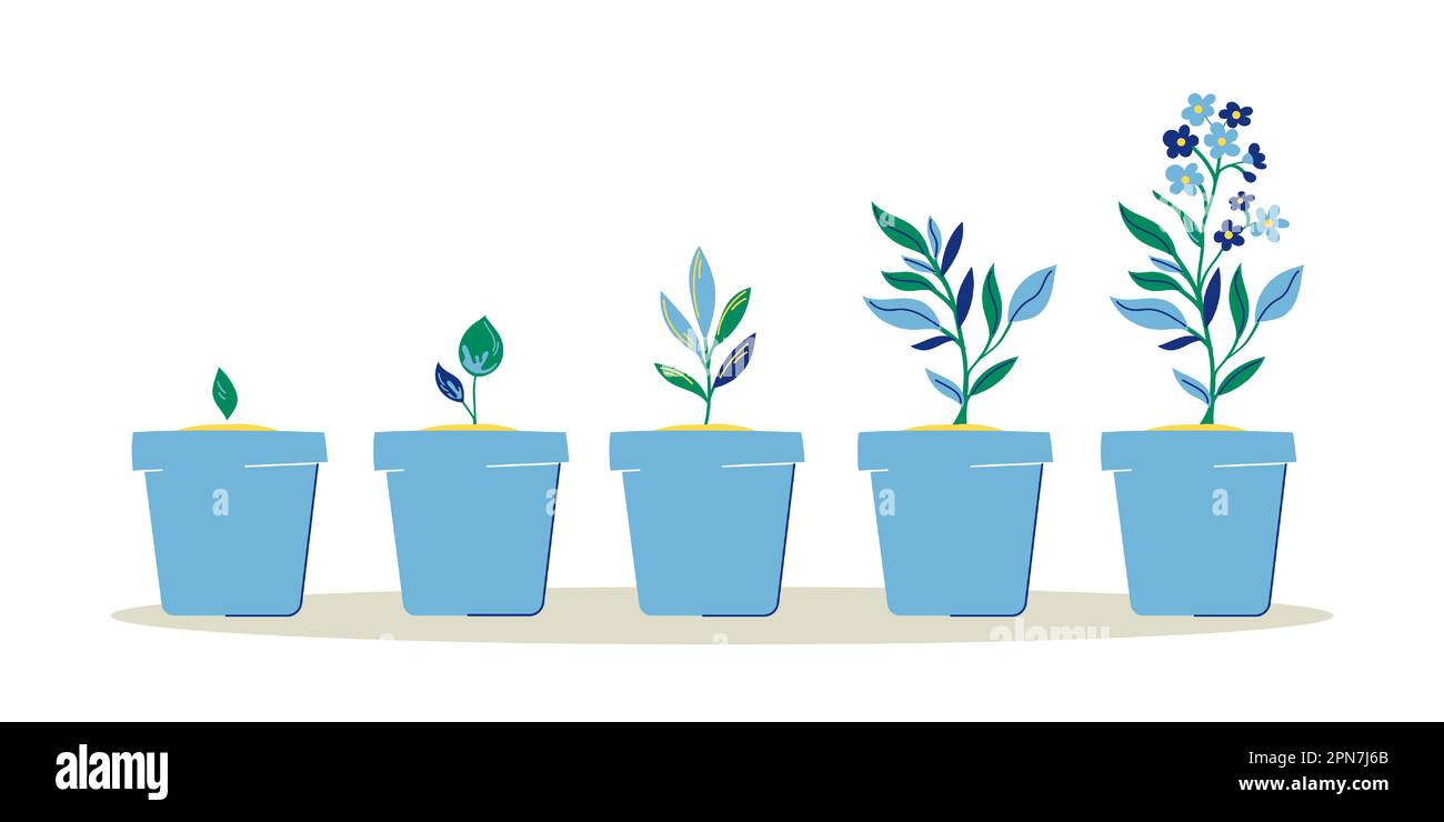 Pots as stages of growing of flower vector illustrations set Stock ...