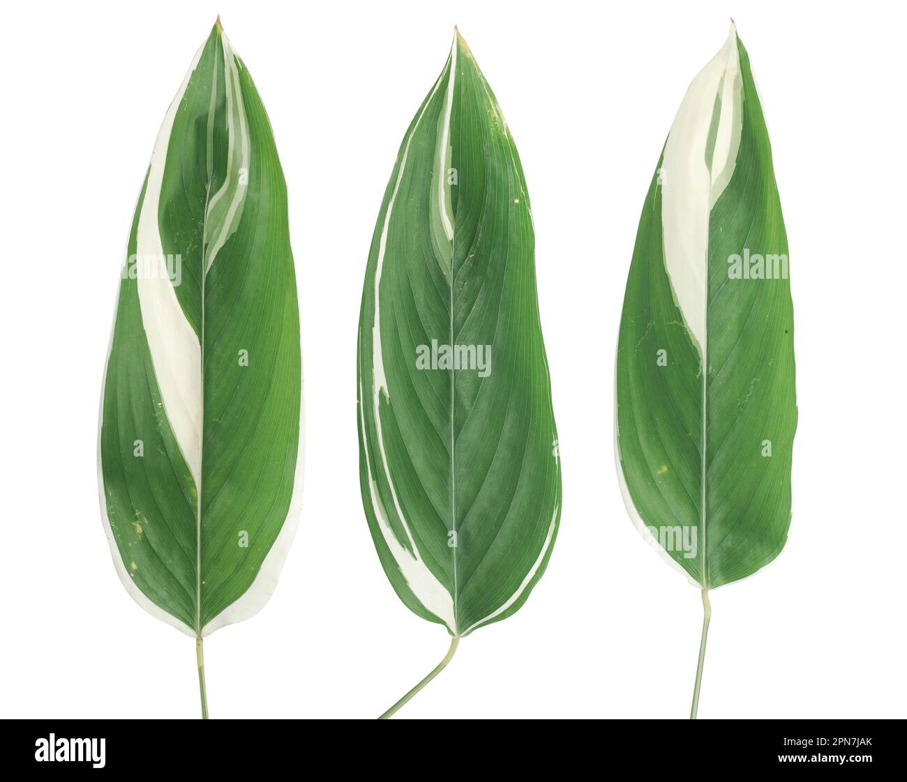 Dieffenbachia leaf (dumb cane) isolated on white background Stock Photo ...