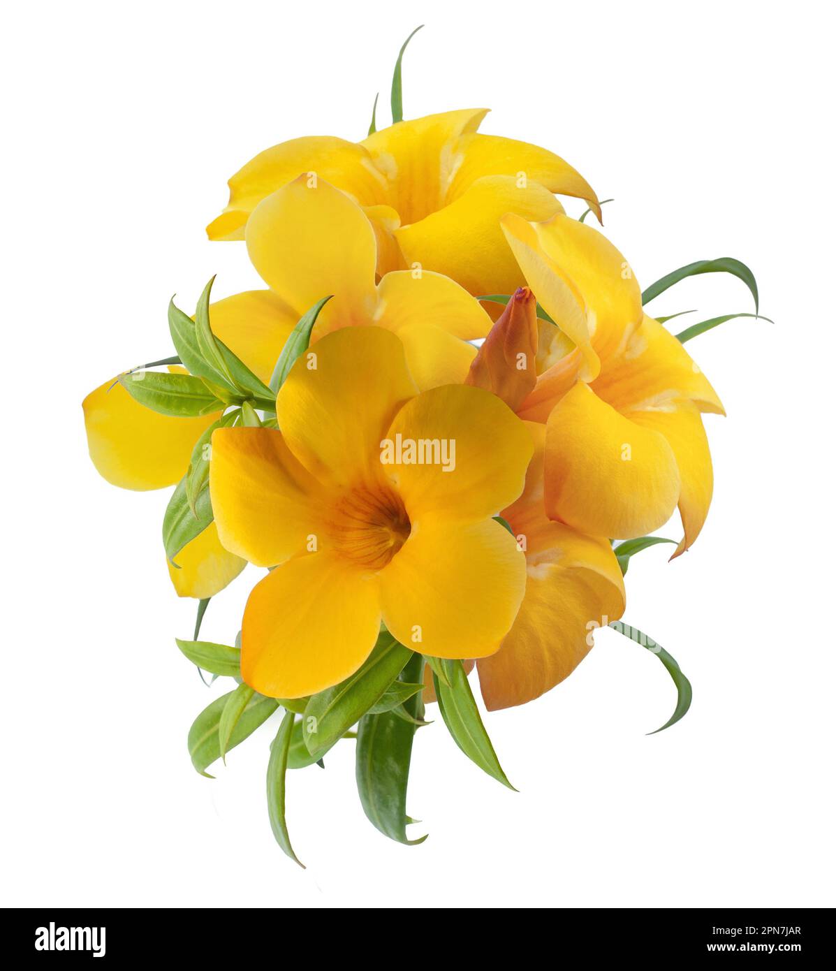Allamanda flower hi-res stock photography and images - Alamy