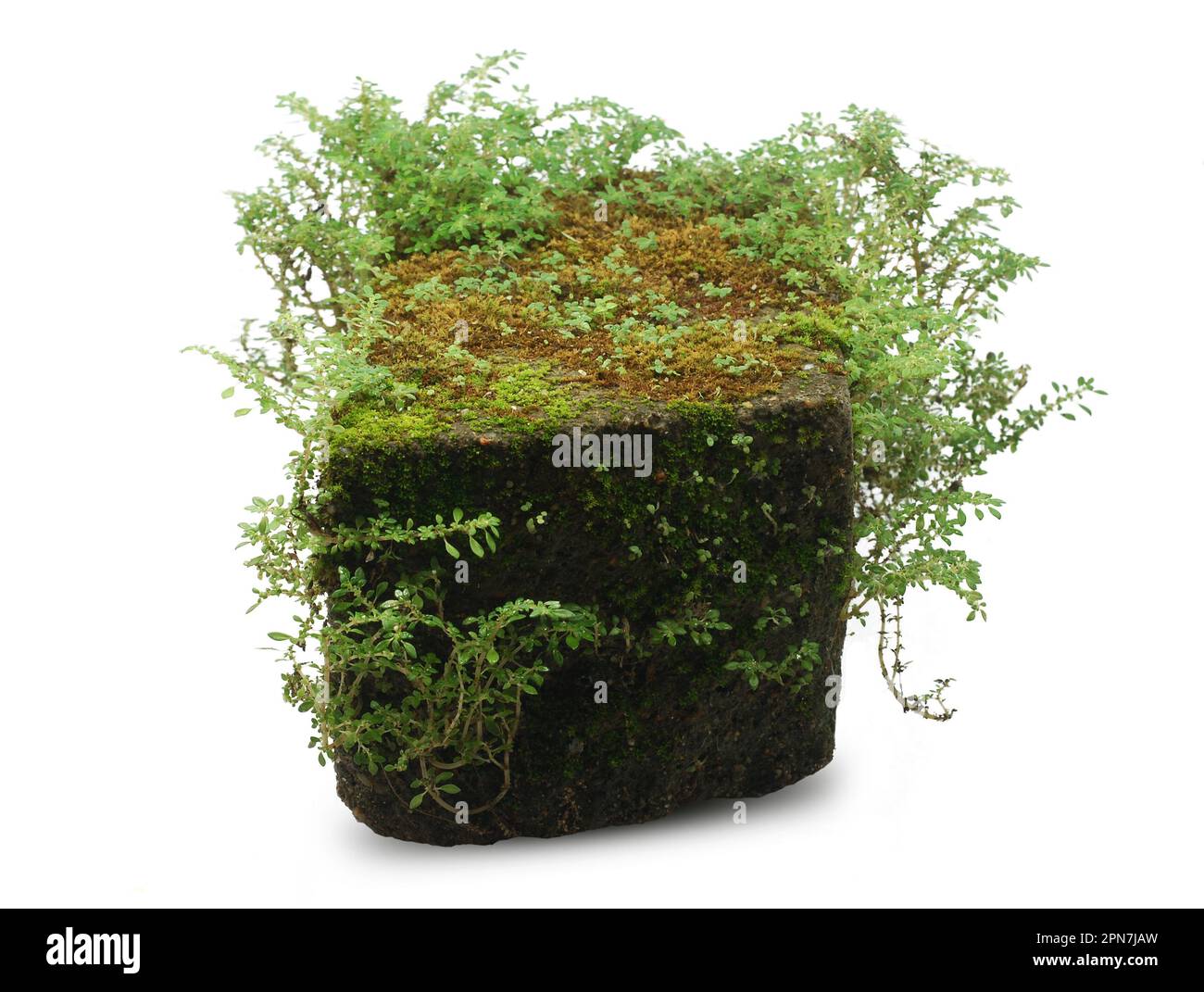 Green moss on stone, isolated on white background Stock Photo - Alamy