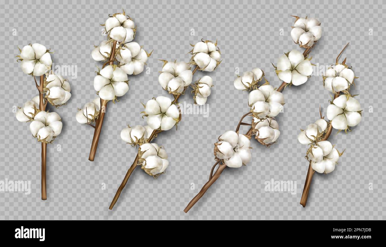 Realistic cotton branches with flowers, beautiful stems with white ...