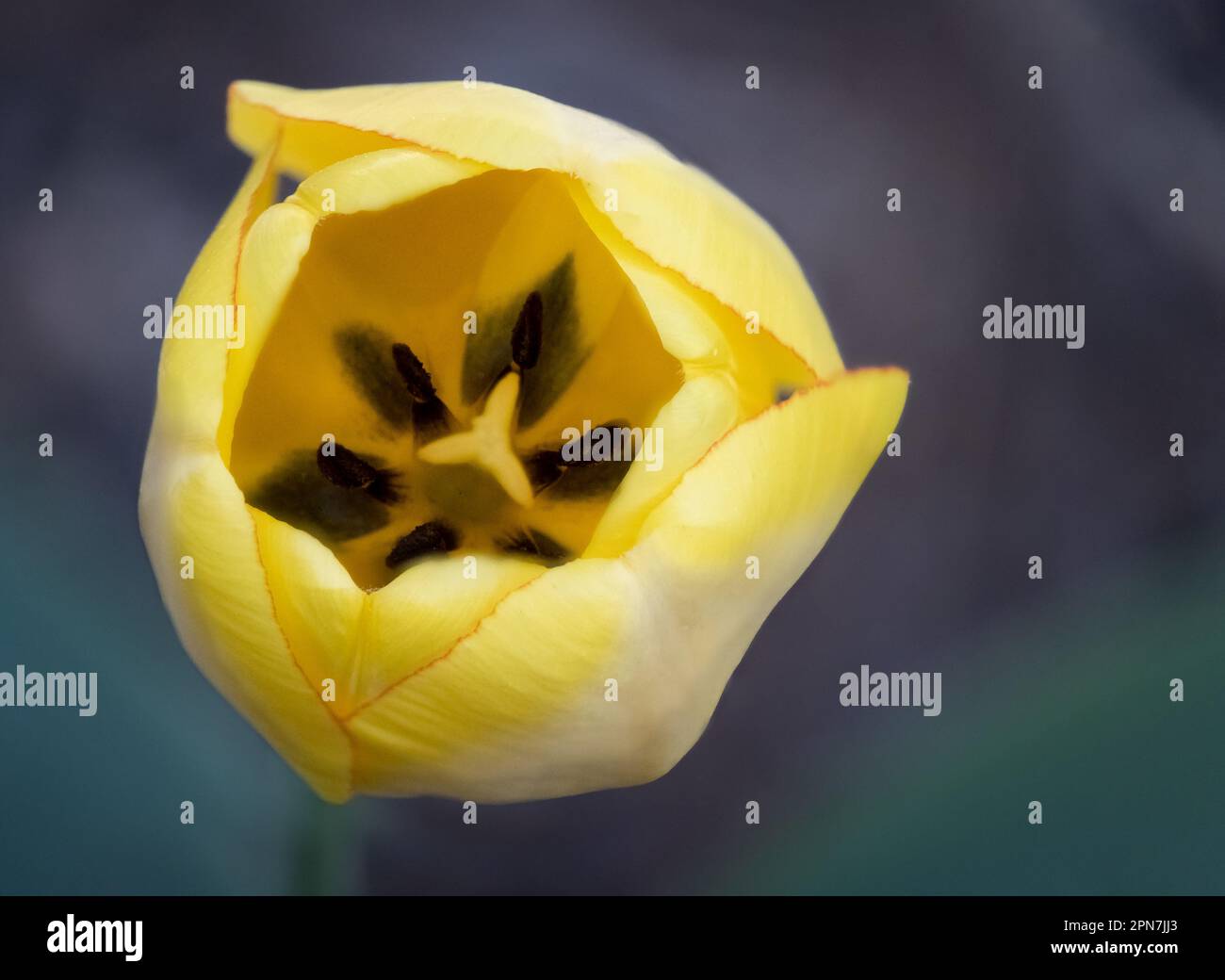 A single pale closed yellow tulip flower from above with the dark ...