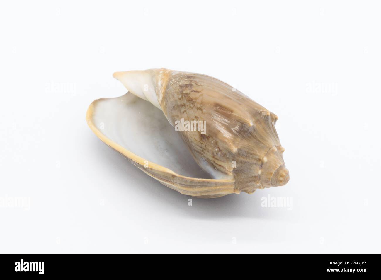 Close-up view of a sea shell on a white background Stock Photo - Alamy