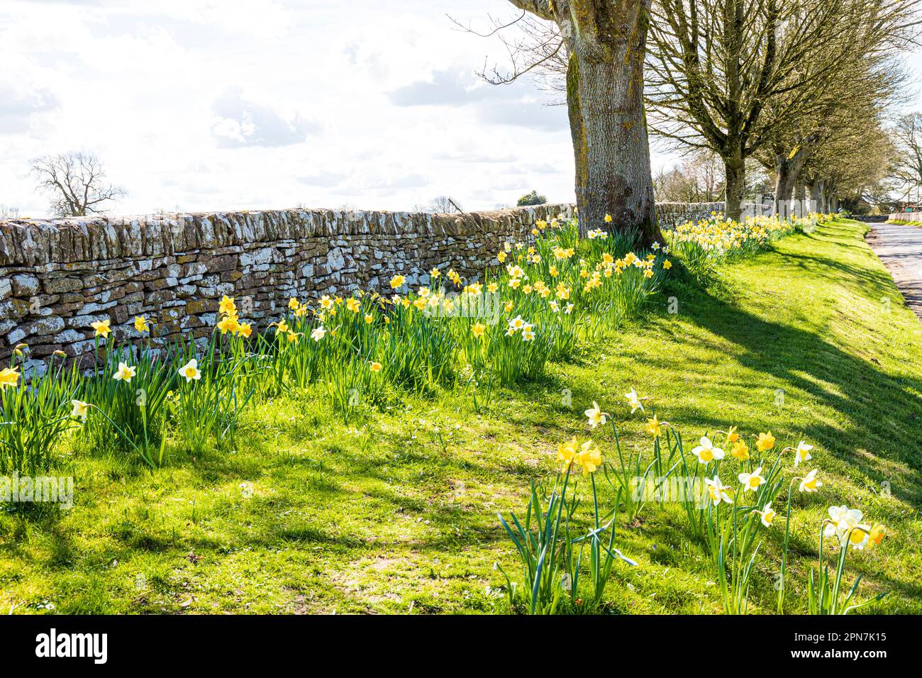 Daffodils in springtime beside the lane leading to in the Cotswold ...