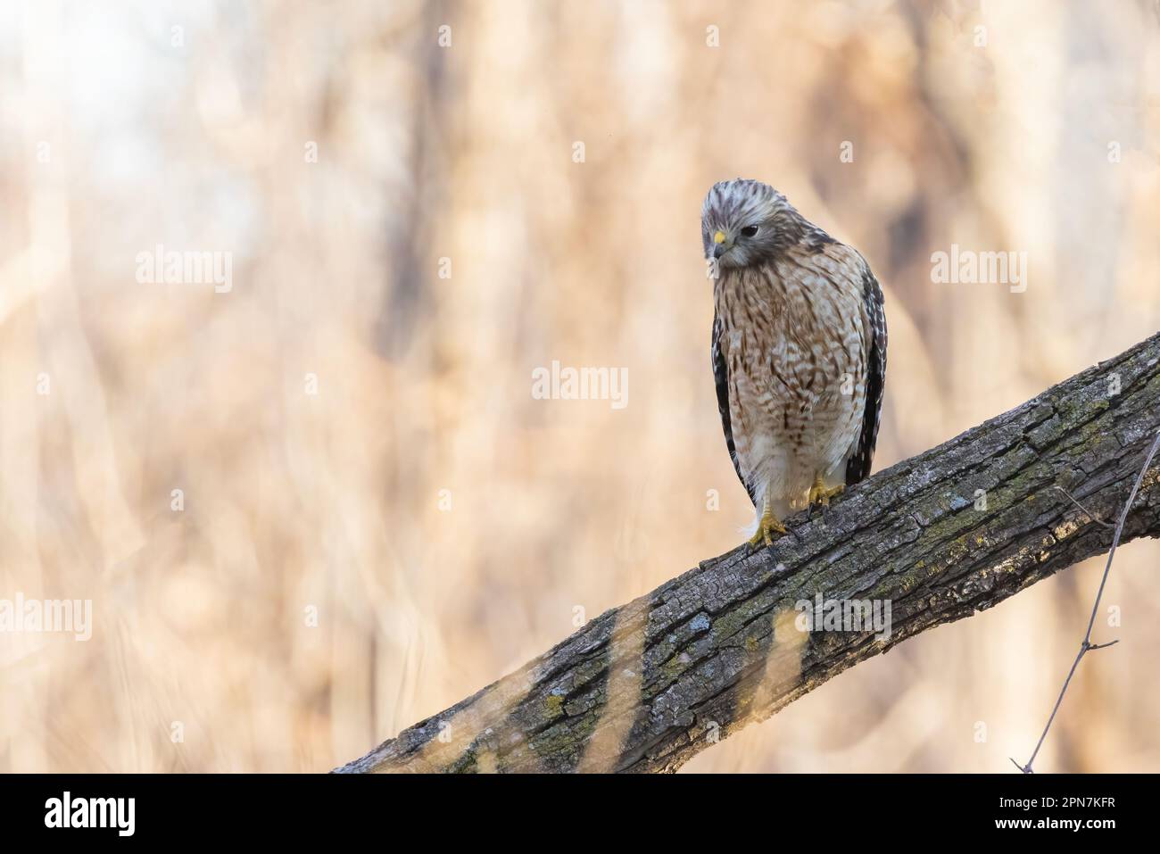 Red shouldered hawk female hi-res stock photography and images - Alamy