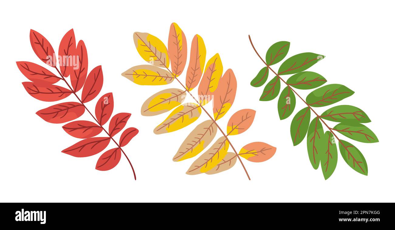 Rowan leaves changing color vector illustrations set Stock Vector Image ...