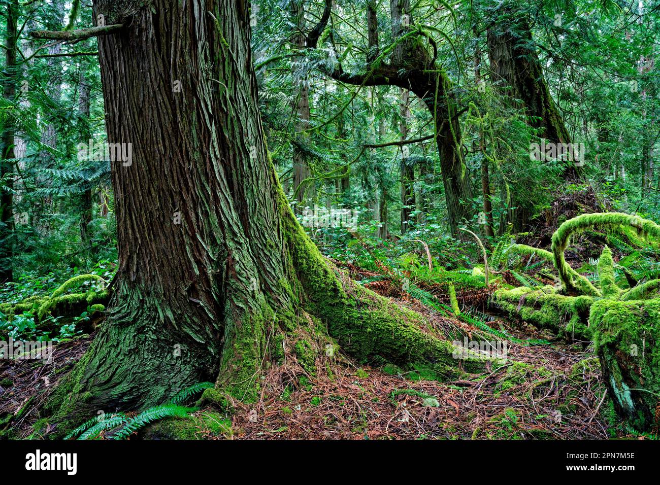 Western red cedar tree, The Bluffs, Galiano Island, BC Canada Stock ...
