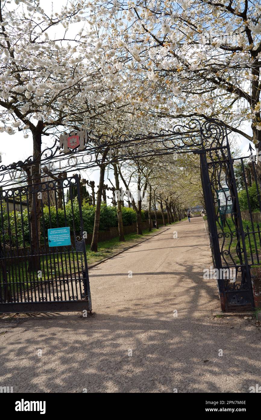 Spring blossom on trees overhanging Angel Road entrance to Waterloo ...