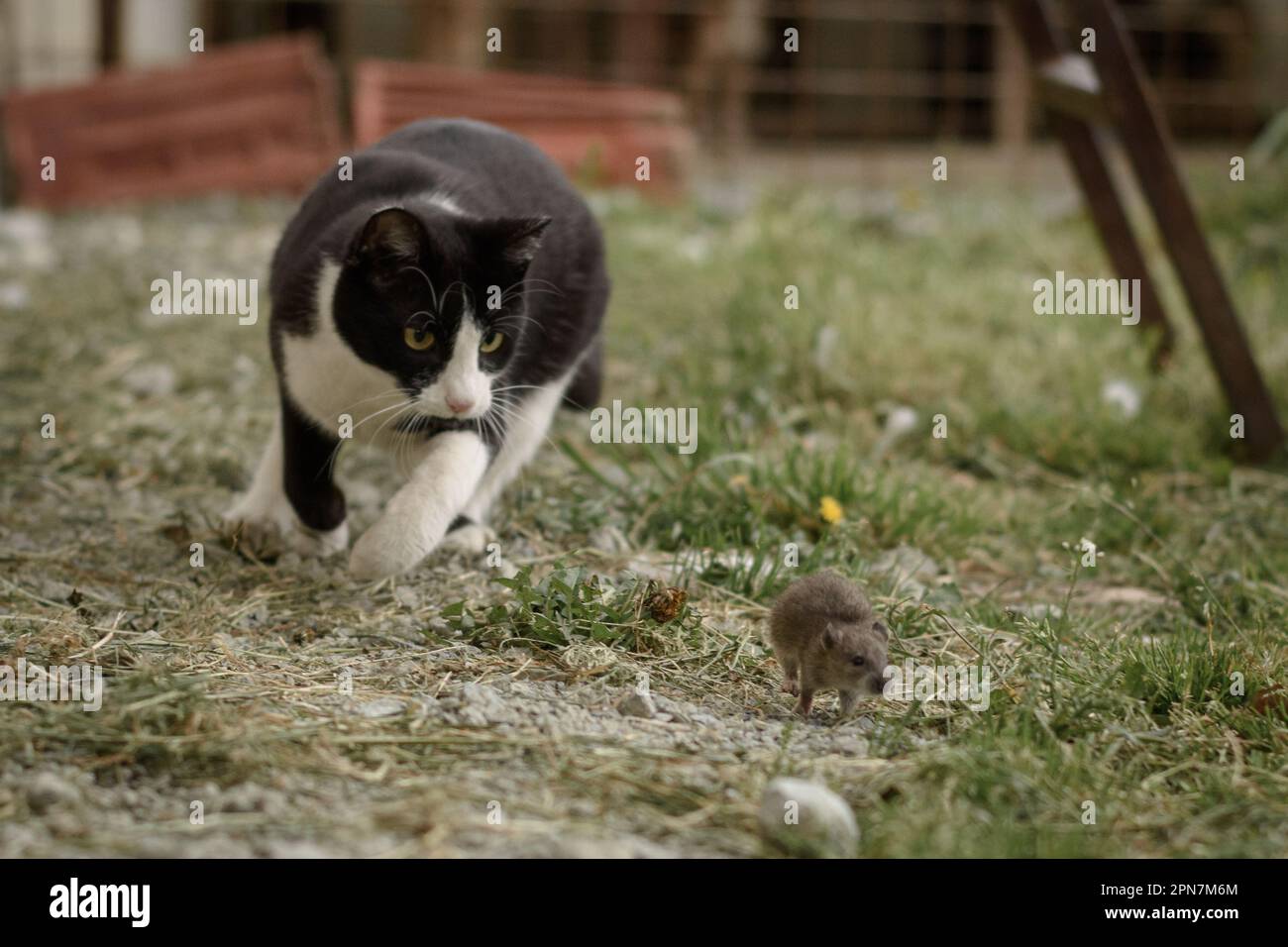 Hunting down hi-res stock photography and images - Alamy