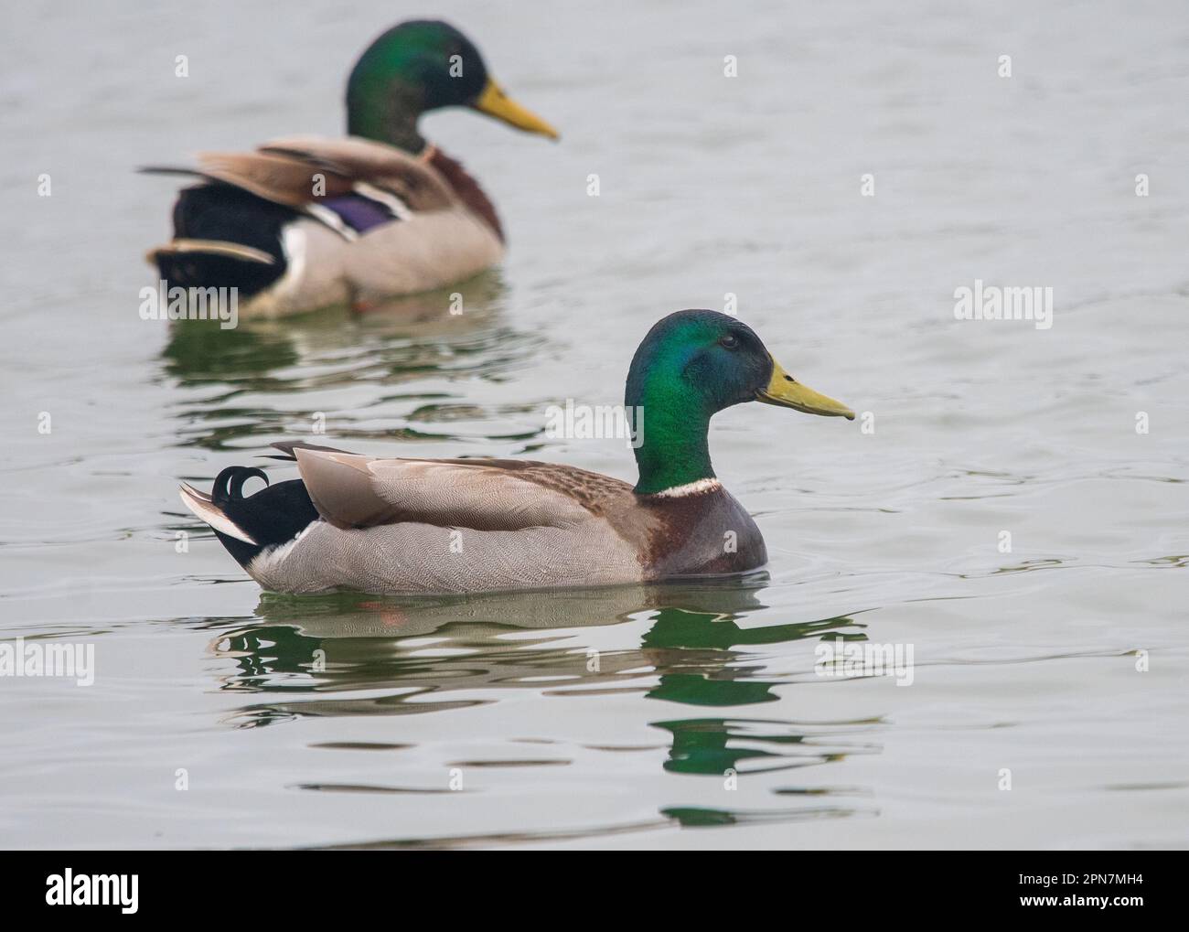 British mallards hi-res stock photography and images - Alamy