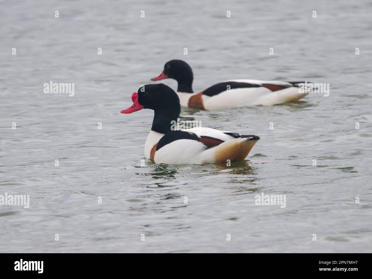 Shellducks hi-res stock photography and images - Alamy