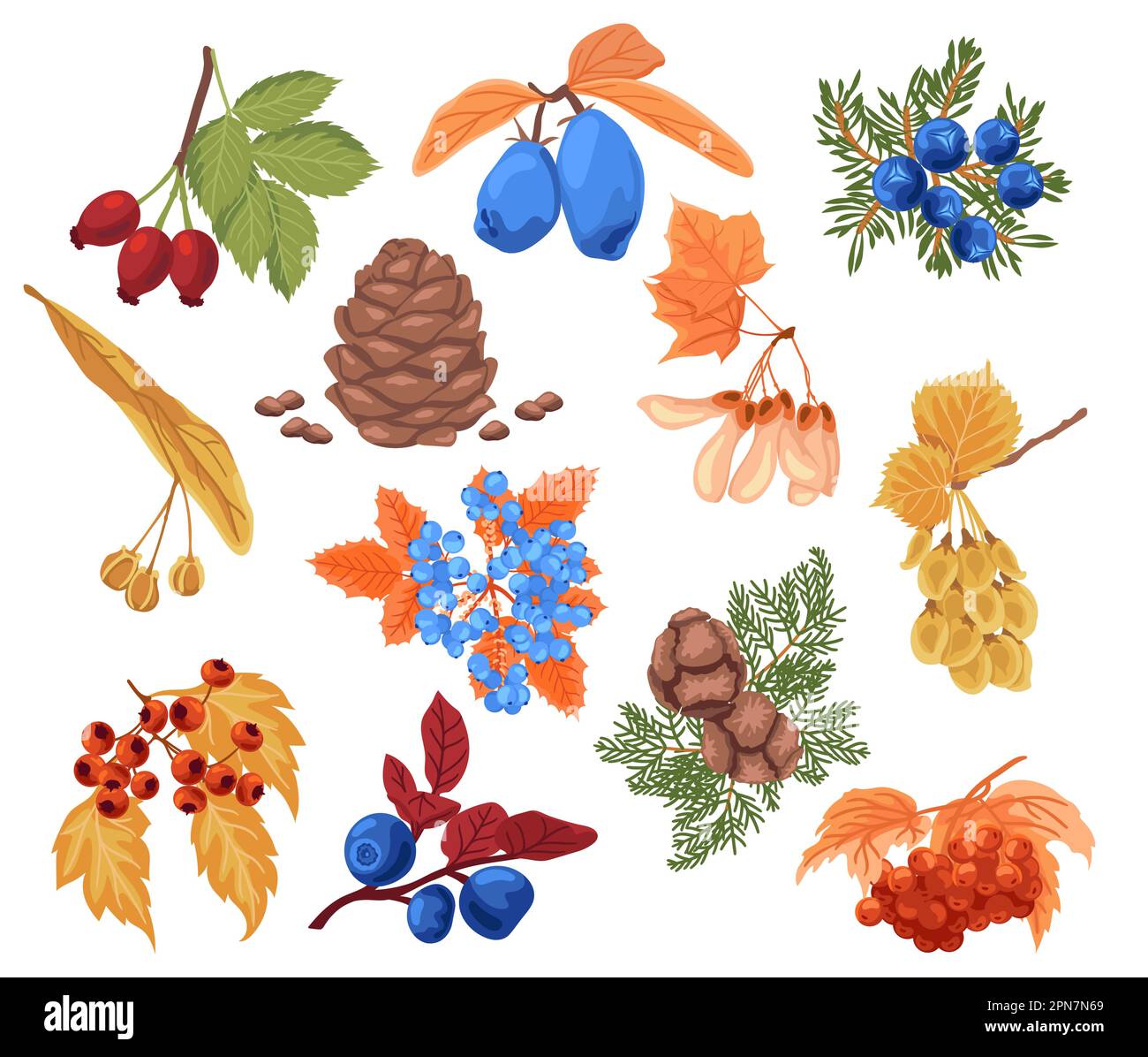Seasonal autumn berries flat vector illustrations set Stock Vector ...