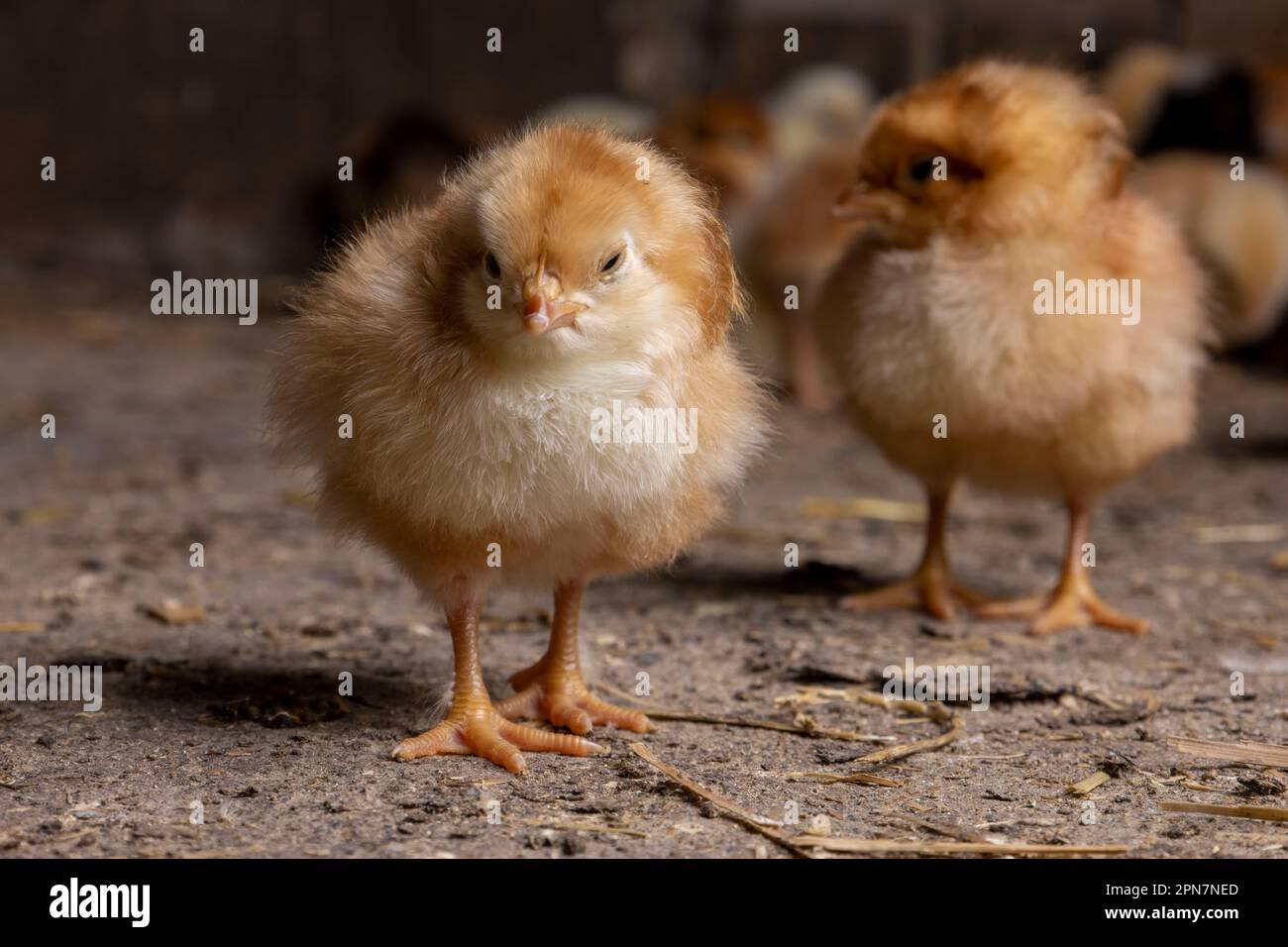 Little chickens at a poultry farm Stock Photo - Alamy